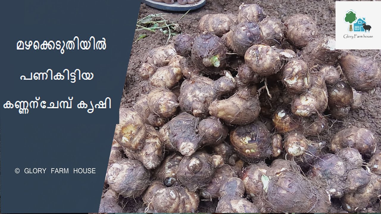 മഴക്കെടുതിയില്‍ പണികിട്ടിയ കണ്ണന്‍ ചേമ്പ് വിളവെടുപ്പ് | Kannan chembu ...