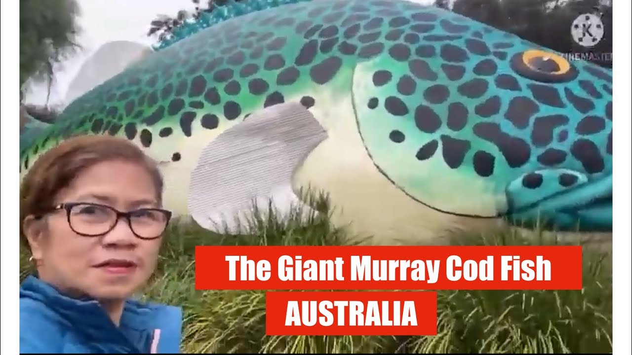 The Giant Murray Cod Fish - YouTube