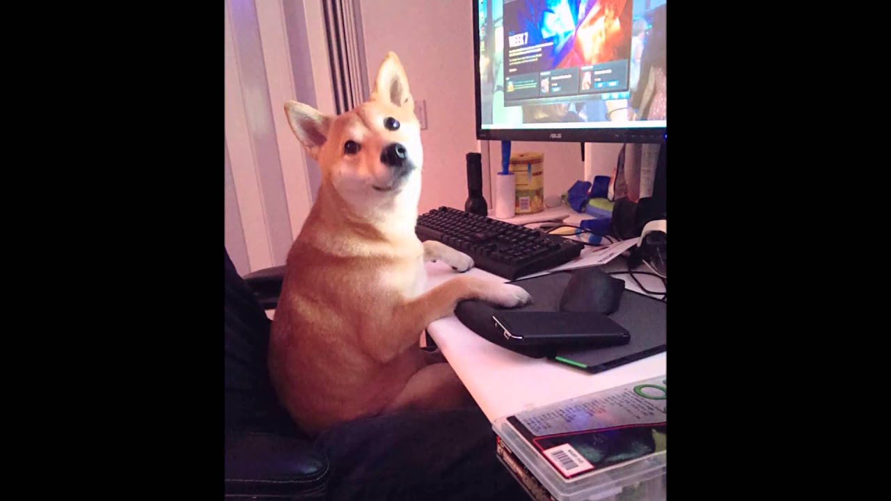 dogs on computers - YouTube