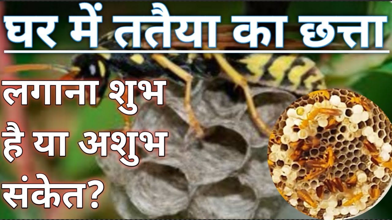 घर में ततैया का छत्ता लगाना कैसा होता है l Ghar mein tataiya ka chatta ...