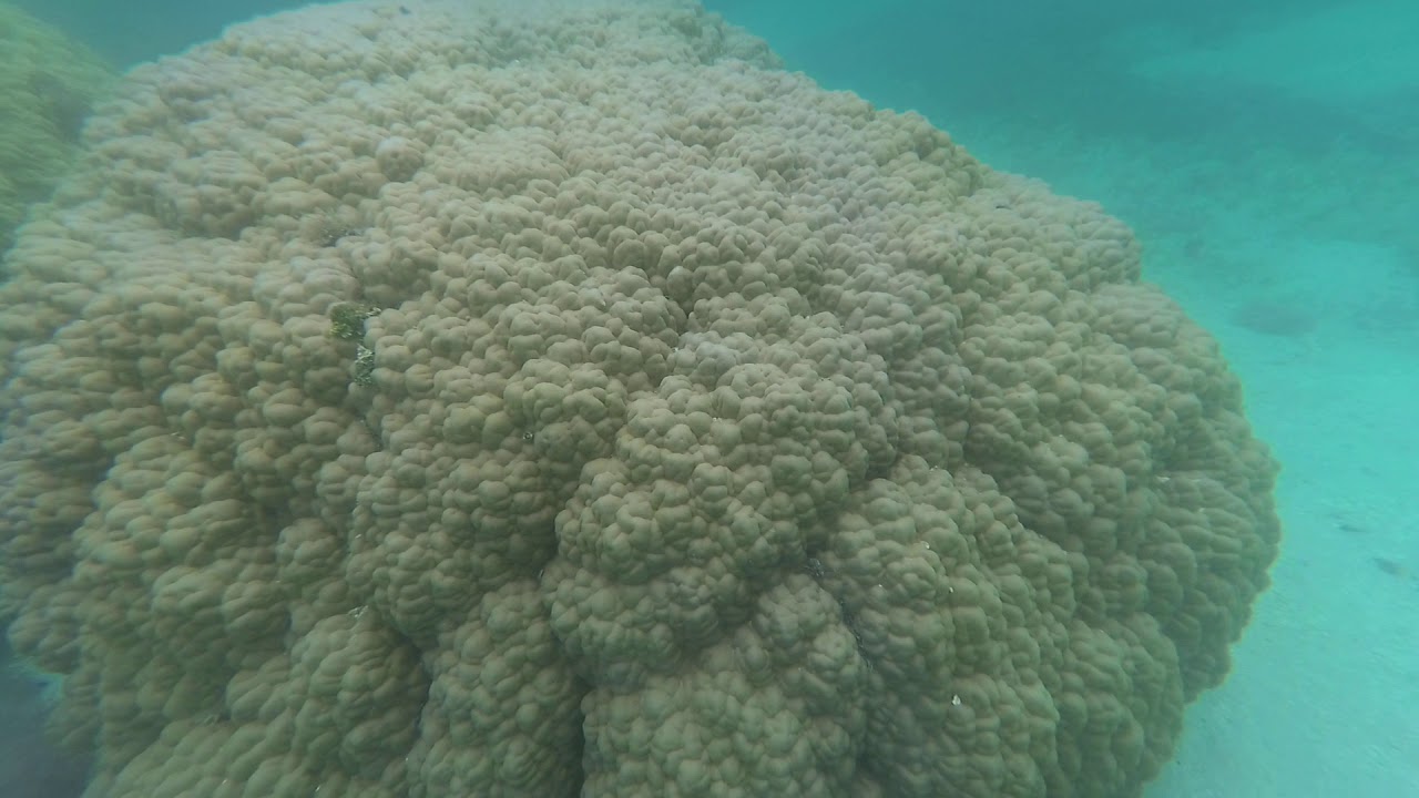 Snorkelling in Great Astrolabe Reef 2 @ Dravuni Island, Fiji - YouTube