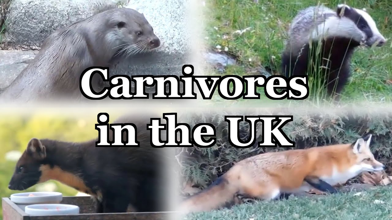Which mammals live in the UK? Part 5 - Our native carnivores (predators) - YouTube