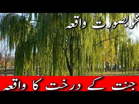 Jannat ka darakht | Jannat ka darakht ka waqia | mara islam 45 | islamic waqia | Jannat ka manzer |