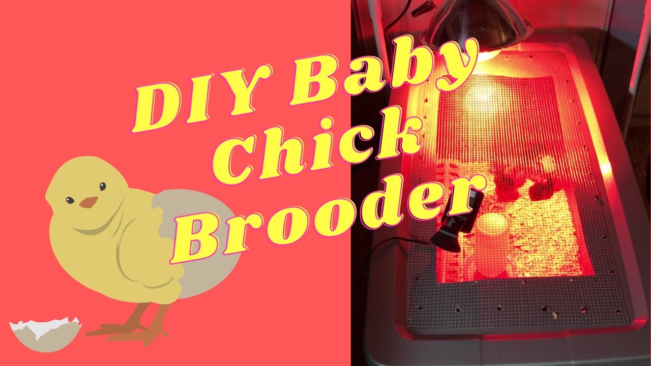 DIY Baby Chick Brooder - EASY PEASY! - YouTube