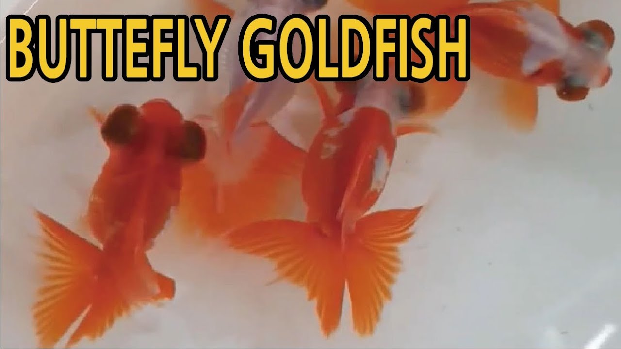 butterfly goldfish #goldfish - YouTube