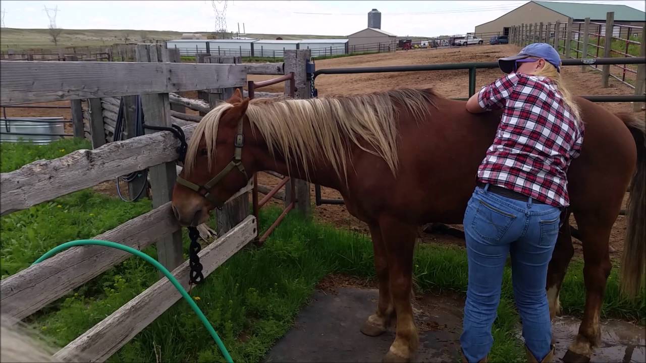 Tyrion's First Sheath Cleaning - YouTube