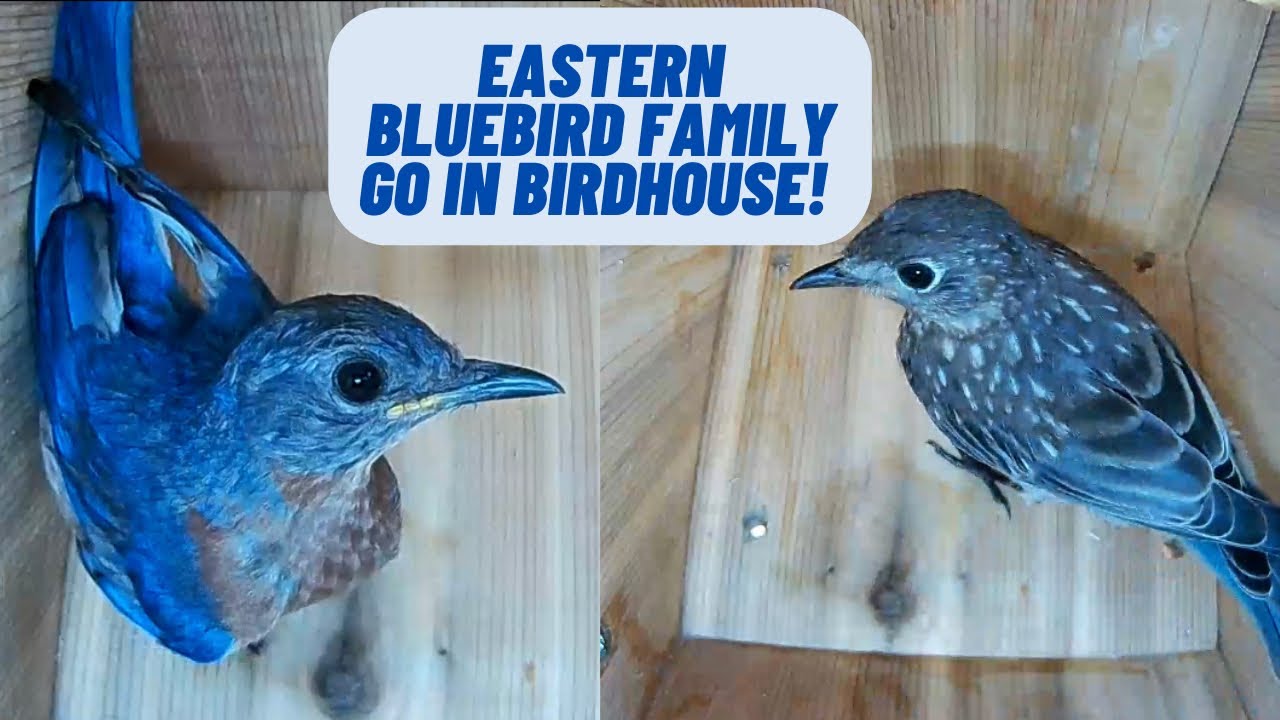Eastern Bluebird family go in birdhouse! - YouTube
