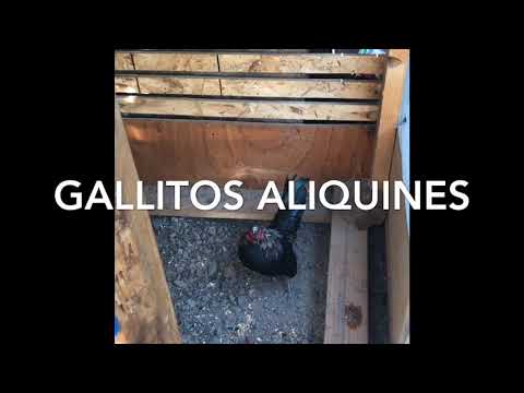 Gallitos aliquines - YouTube