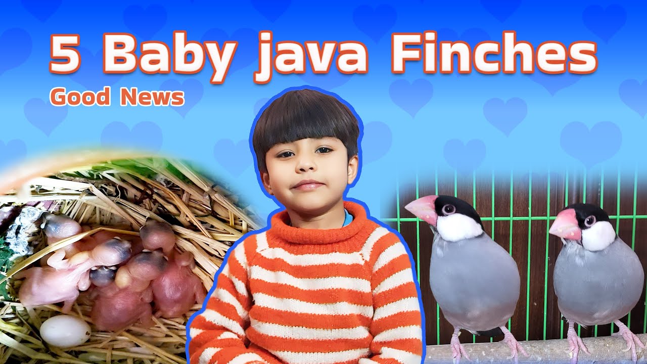 Baby Finches | Java finch breeding | Yanu ke new baby finch bird | how ...