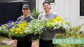 Planting 100 Violas | Gardener in Love