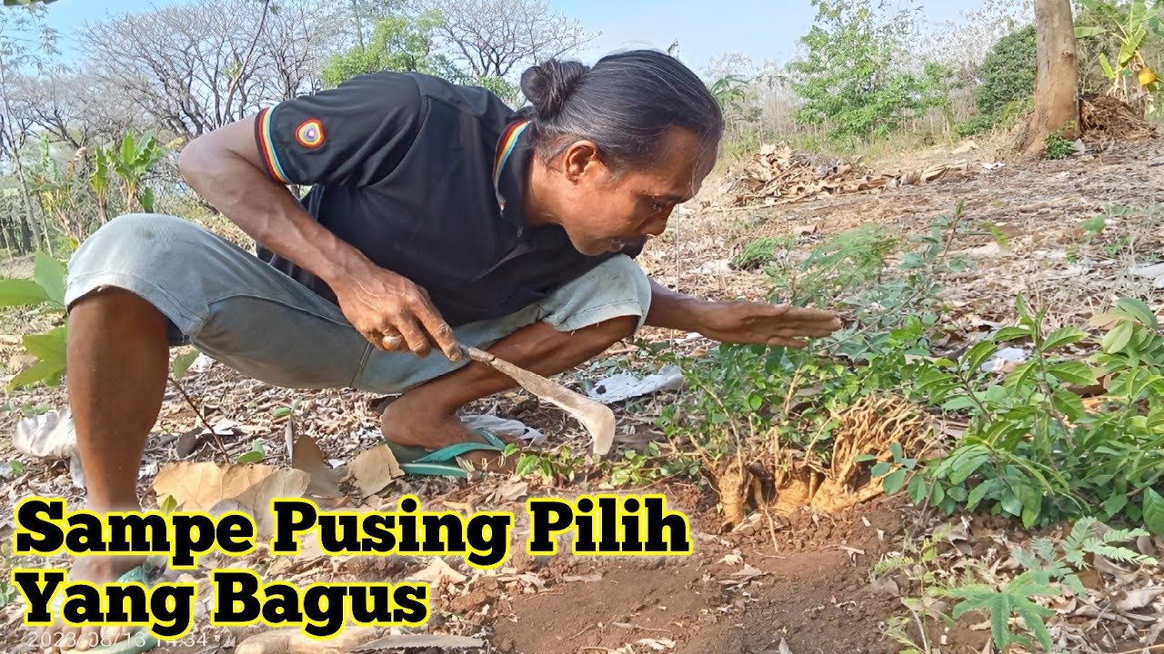 GILA SUSAH BANGET...! SEMUANYA BONSAI SERUT SAMPE PUSING PILIH YANG BAGUS - YouTube