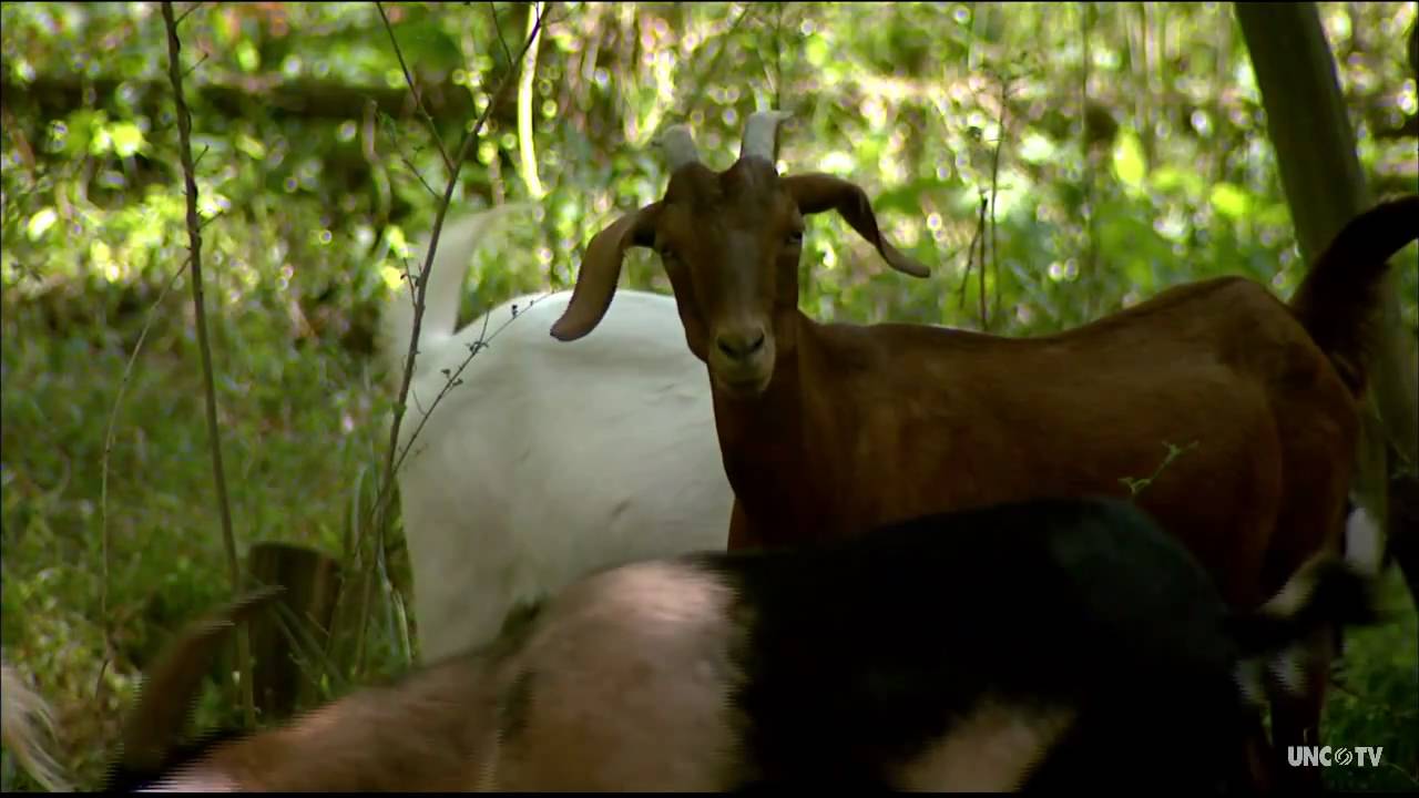 NC NOW | The Goat Patrol | UNC-TV - YouTube
