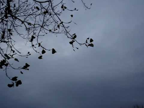 Tree Shaking in the Wind - YouTube