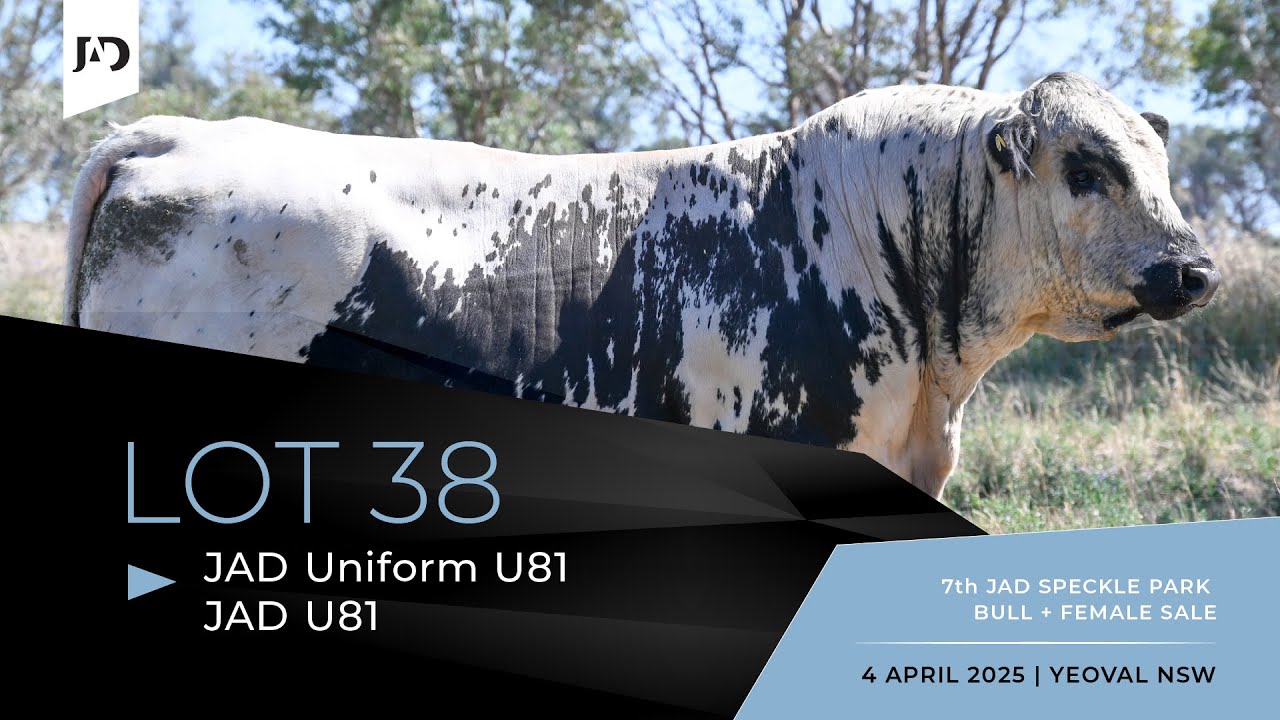 Lot 38: JAD Uniform U81 (JAD U81) - YouTube