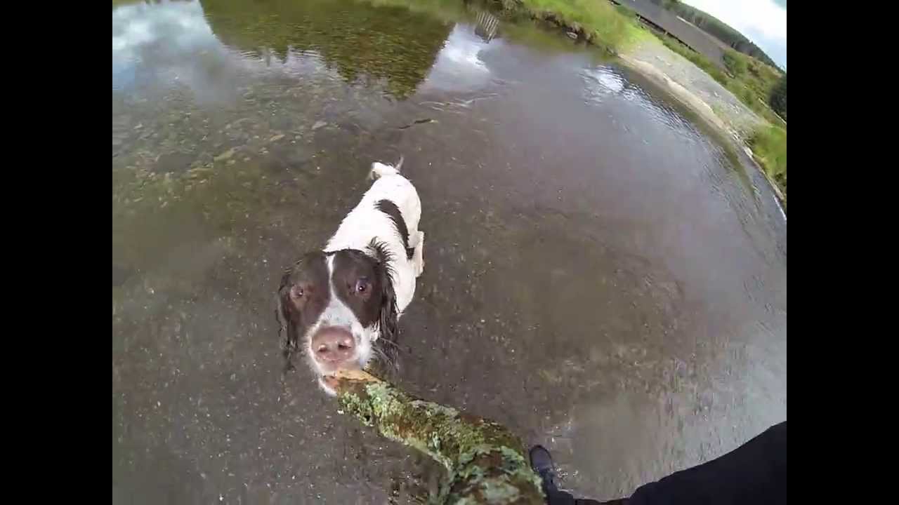 Gopro Doggie Stick - YouTube