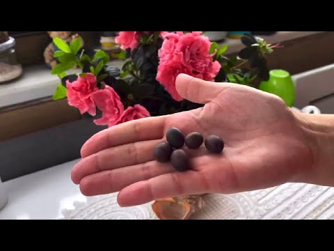 Lotus (Nilüfer) çiçeği yetiştirme | Grow Lotus is house from seeds | Bahçe çiçekleri | Sky garden 🪷 