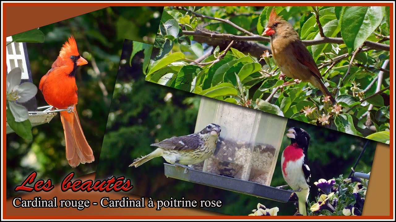 Cardinal rouge - Cardinal à poitrine rose - Les beautés / Northern ...