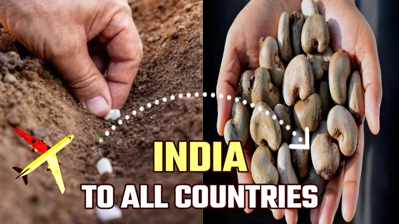seeds-india-to-saudi-arabia-international-air-parcel-india-to-all