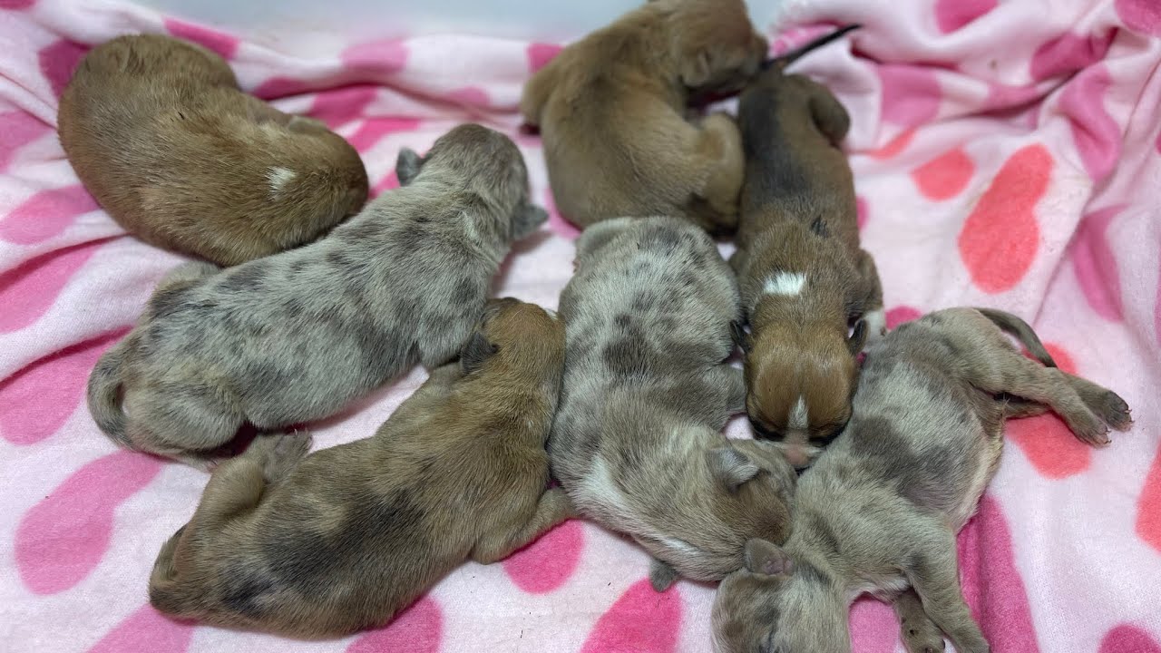 Newborn merle bully puppies - YouTube