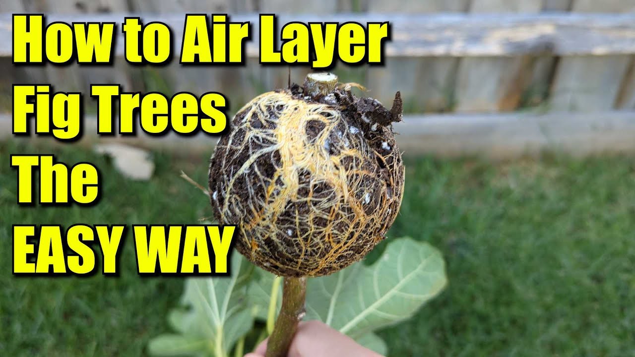 How to Air Layer Fig Trees The EASY WAY - YouTube
