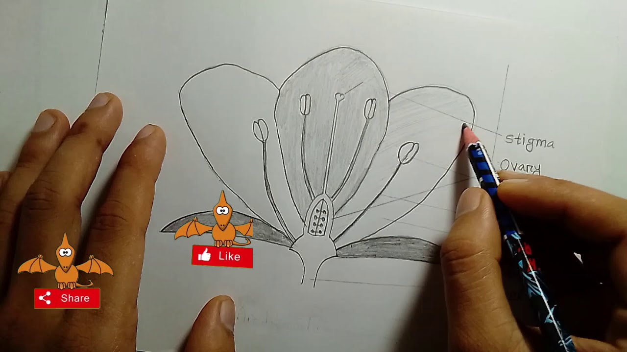 An Ideal flower structure,একটি আদর্শ ফুলের গঠন - YouTube