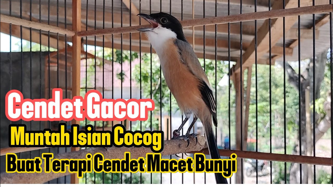 Masteran Cendet Gacor Suara Jernih Cocog Buat Terapi Cendet Macet ...
