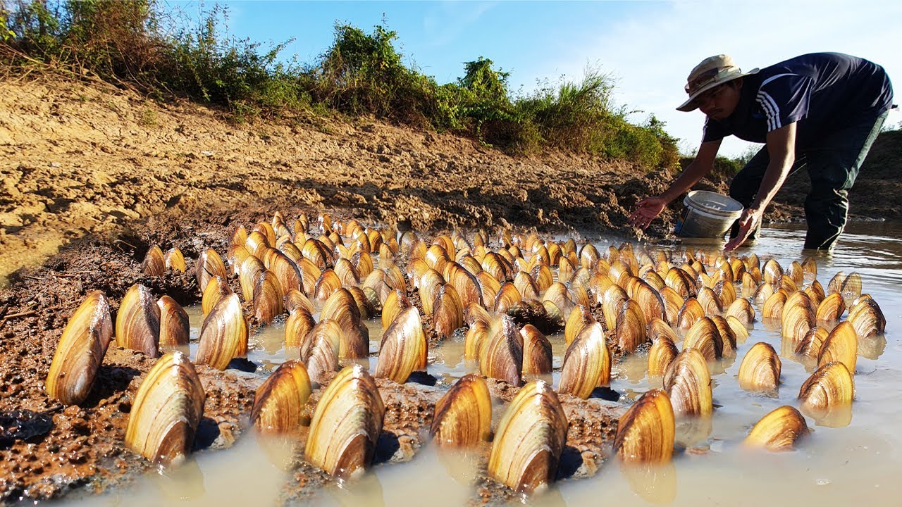 amazing fishing! a lots of clams snail come out from special place ...