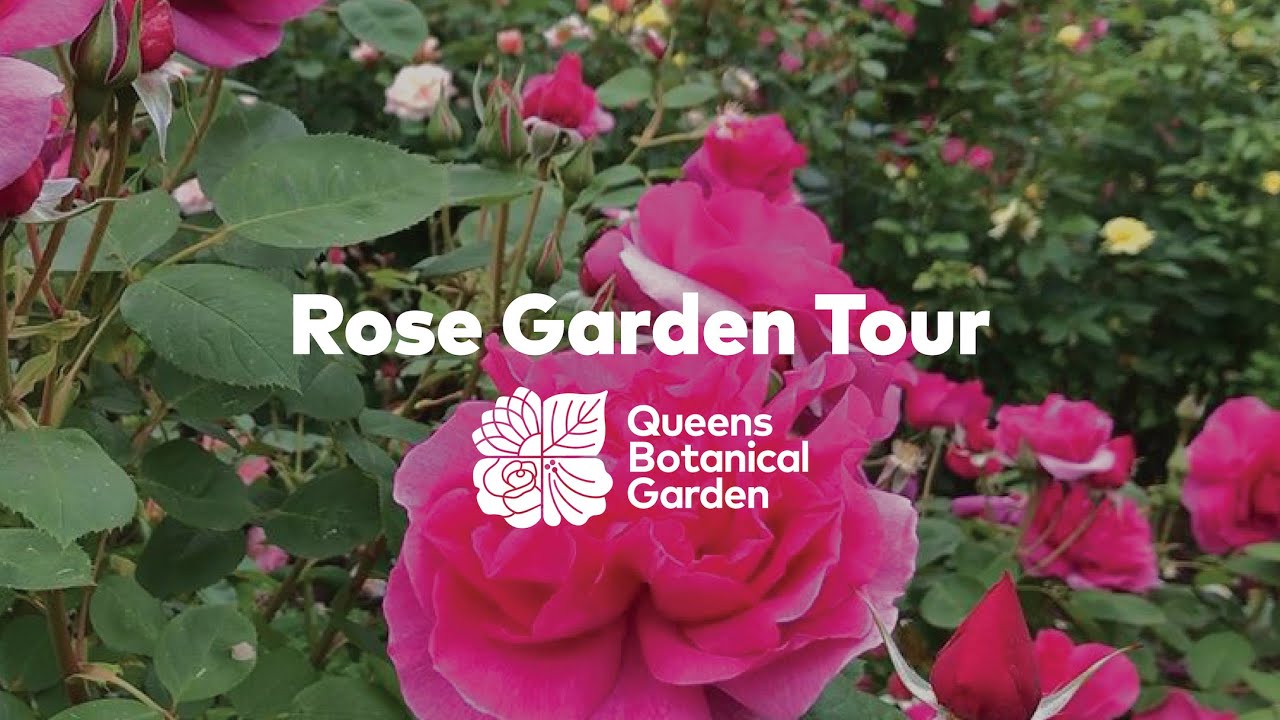 Rose Garden Tour - YouTube