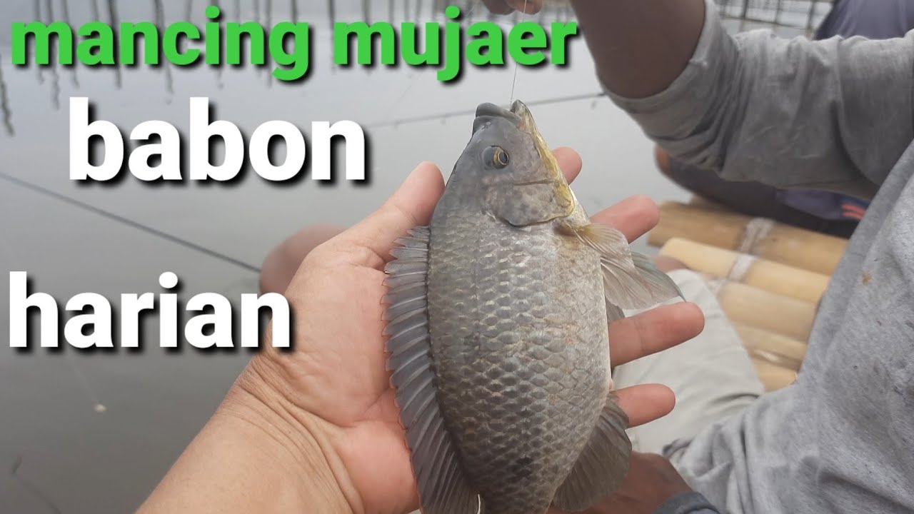 mancing mujaer babon harian - YouTube