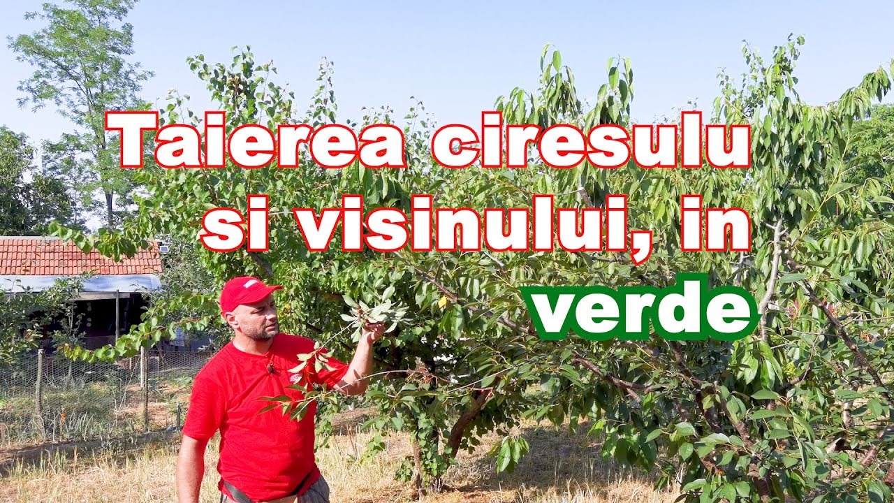 TAIEREA CIRESULUI SI VISINULUI in verde - YouTube
