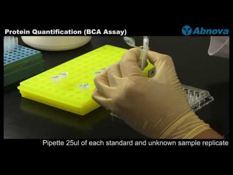 Protein Quantification (BCA Assay) - YouTube