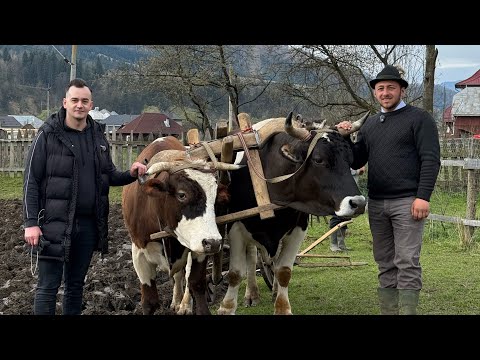 📍 La arat cu cel mai tânăr crescător de boi din Bucovina | BOGDAN CĂLINESCU din Vama, jud. Suceava