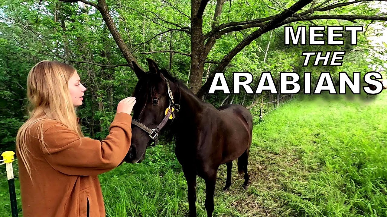 Meet the Arabians!!! [Horses] - YouTube