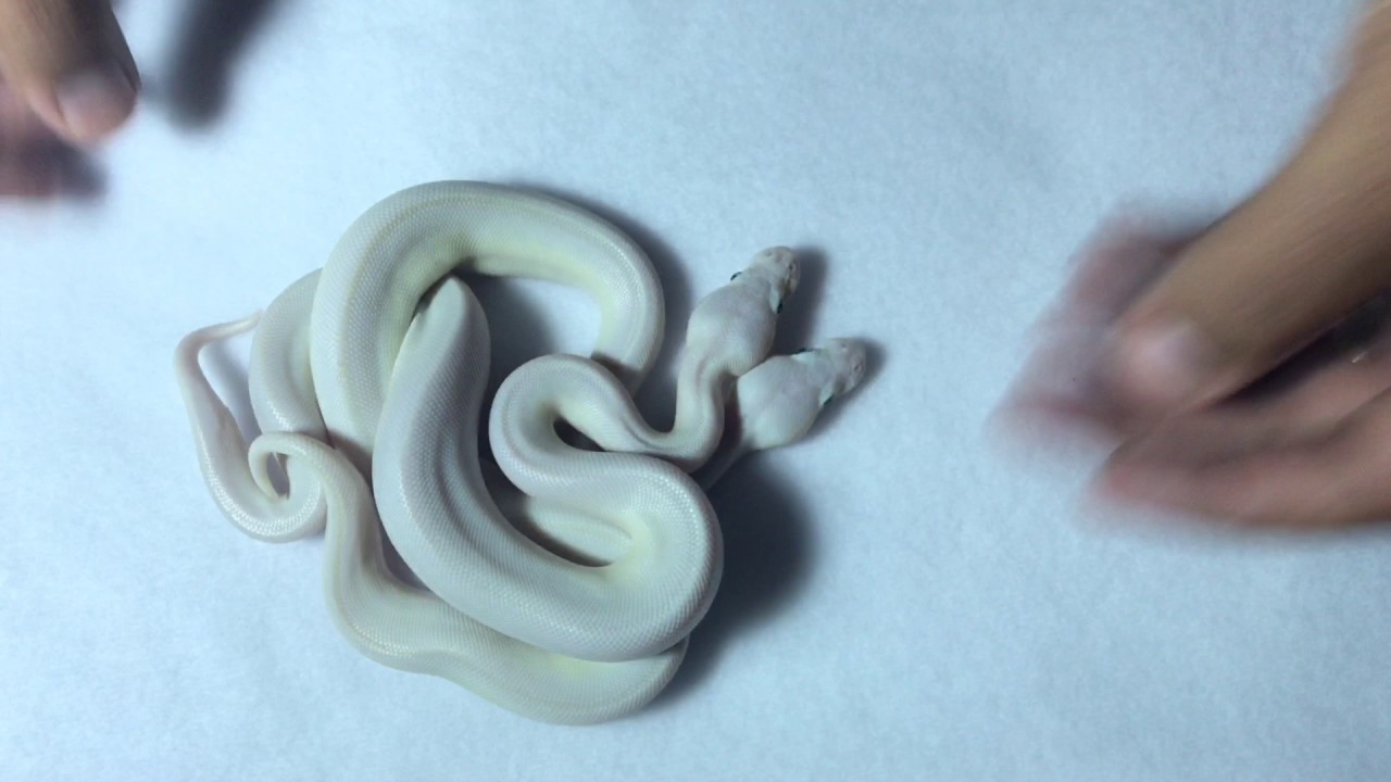 Ball Pythons and A Black Light - YouTube