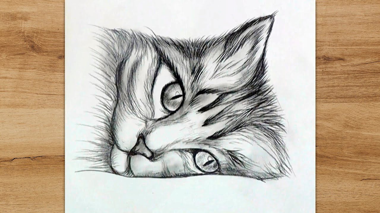 Easy to Draw a Cat Head for Beginners | Cat Sketch Step by Step - YouTube
