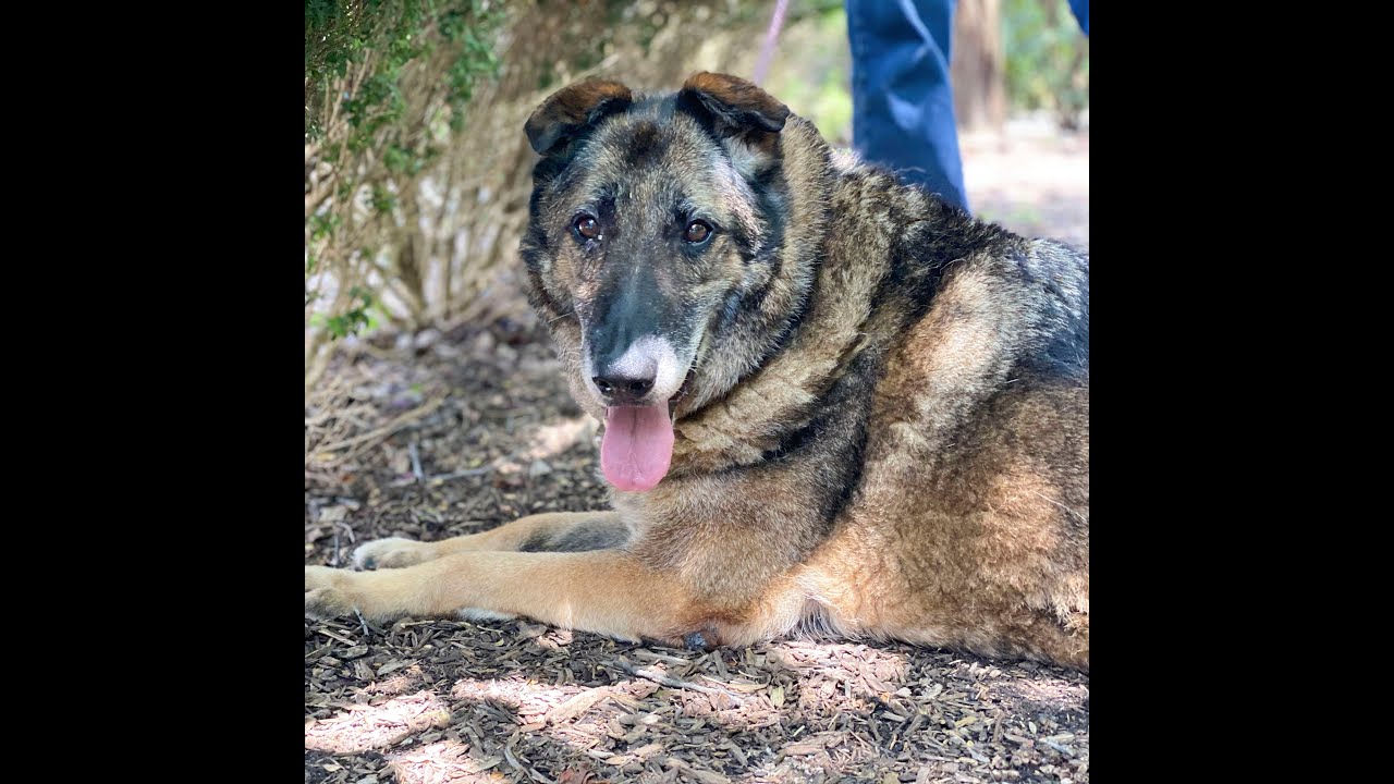 Teddy - A Senior German Shepherd With Sedona Shepherd Sanctuary - YouTube