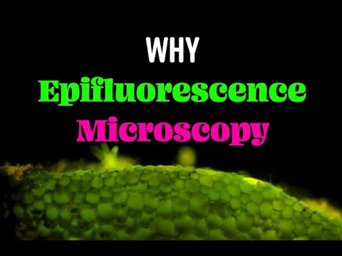The Power of Epifluorescence Microscopy - YouTube