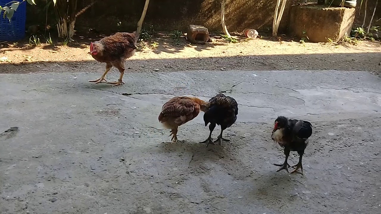 Mis pollitos comiendo arroz - YouTube