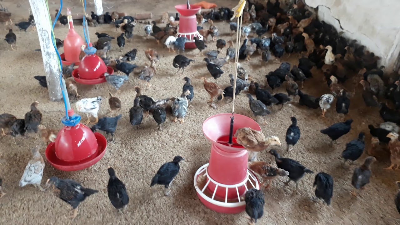 Nati koli farm hubli 25days old chicks 8197666323 - YouTube