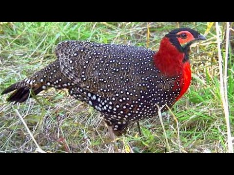 Western tragopan (Tragopan melanocephalus) sound call and song - YouTube