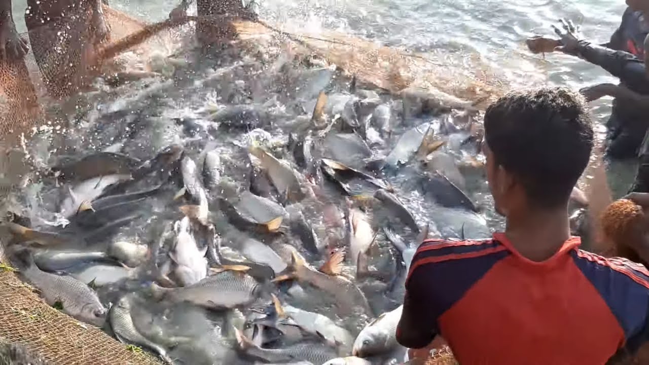 Infinite of Big Fishes Jumping Out of Water || Amazing Fishing Videos ...