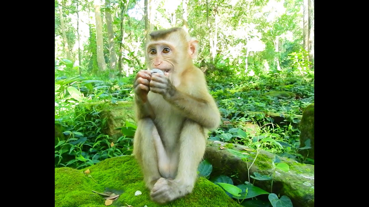 Young Monkey Sheba found Sweet and Yummy Fruits - YouTube