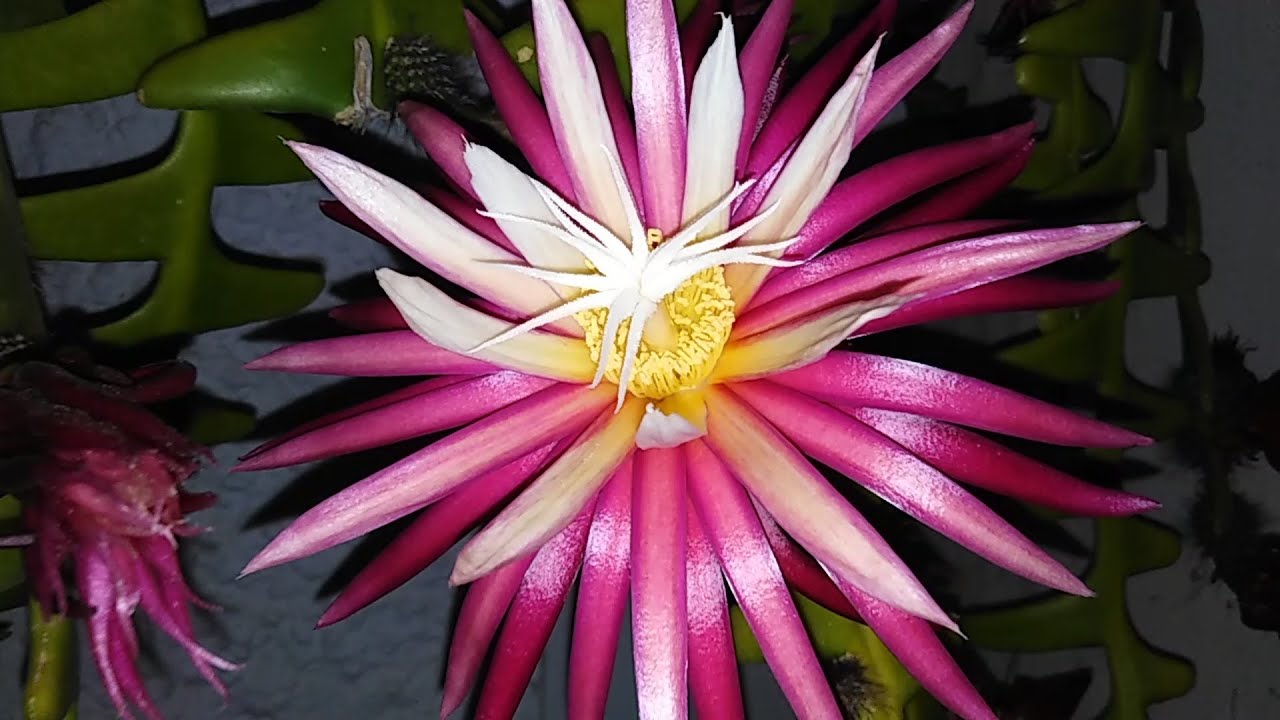 Cactus serrucho cuidados básicos y Nueva floración - YouTube