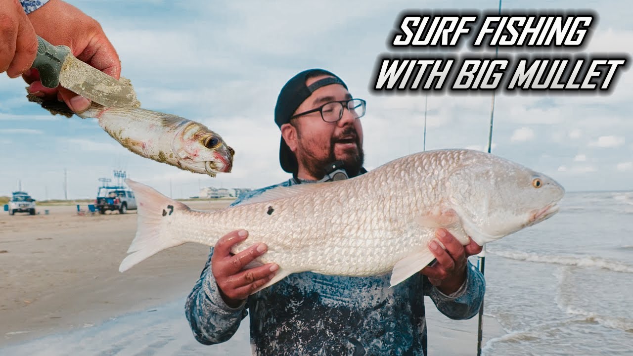 Surf Fishing with Big Mullet for Bull Redfish - YouTube