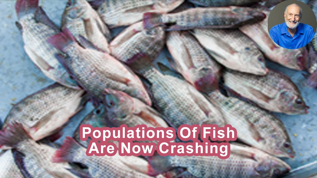 All Populations Of Fish Are Now Crashing - YouTube