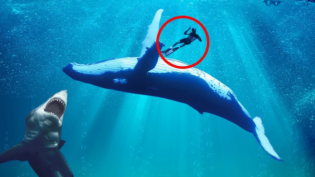 Wild Animals That SAVED People's Lives! - YouTube