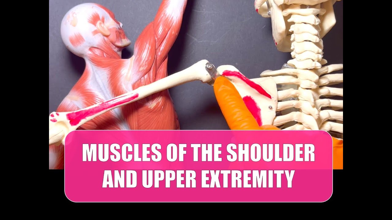 Muscle Origins, Insertions, and Actions of the Shoulder and Upper ...