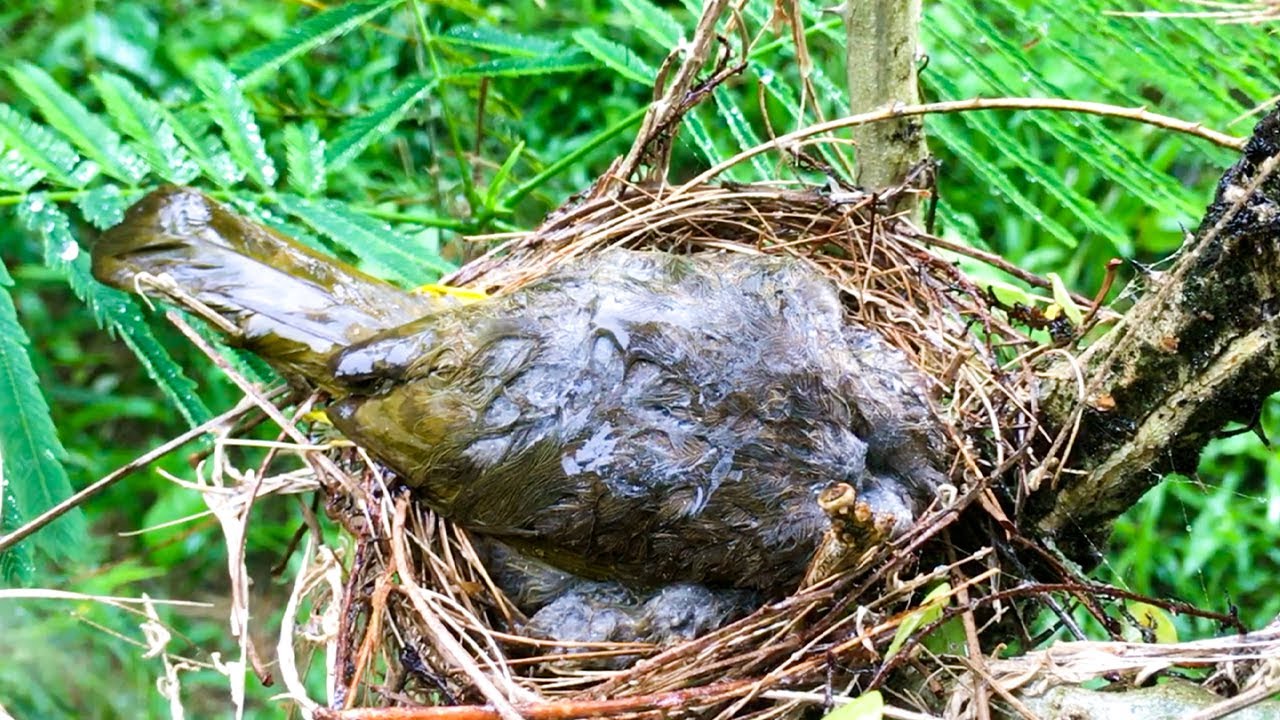 Brave Bird Shields Baby From Heavy Rain (6) – Dad Bulbul's Convenient ...