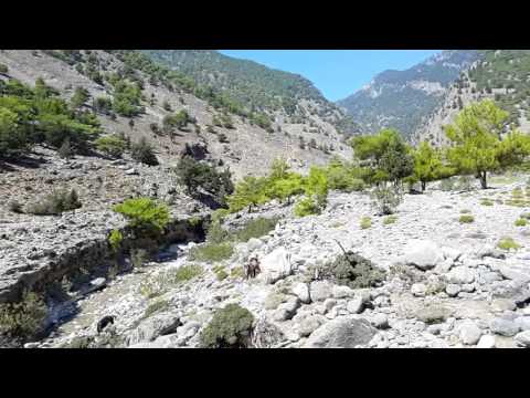 Kalnų ožkos | Samarijos tarpeklis, Kreta, Graikija - YouTube