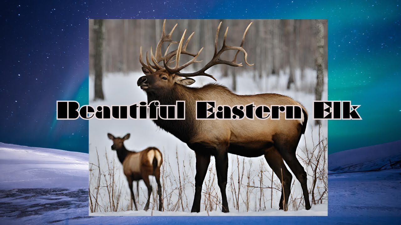 "Unveiling the Majesty: Eastern Elk Wonders Revealed!🦌 - YouTube